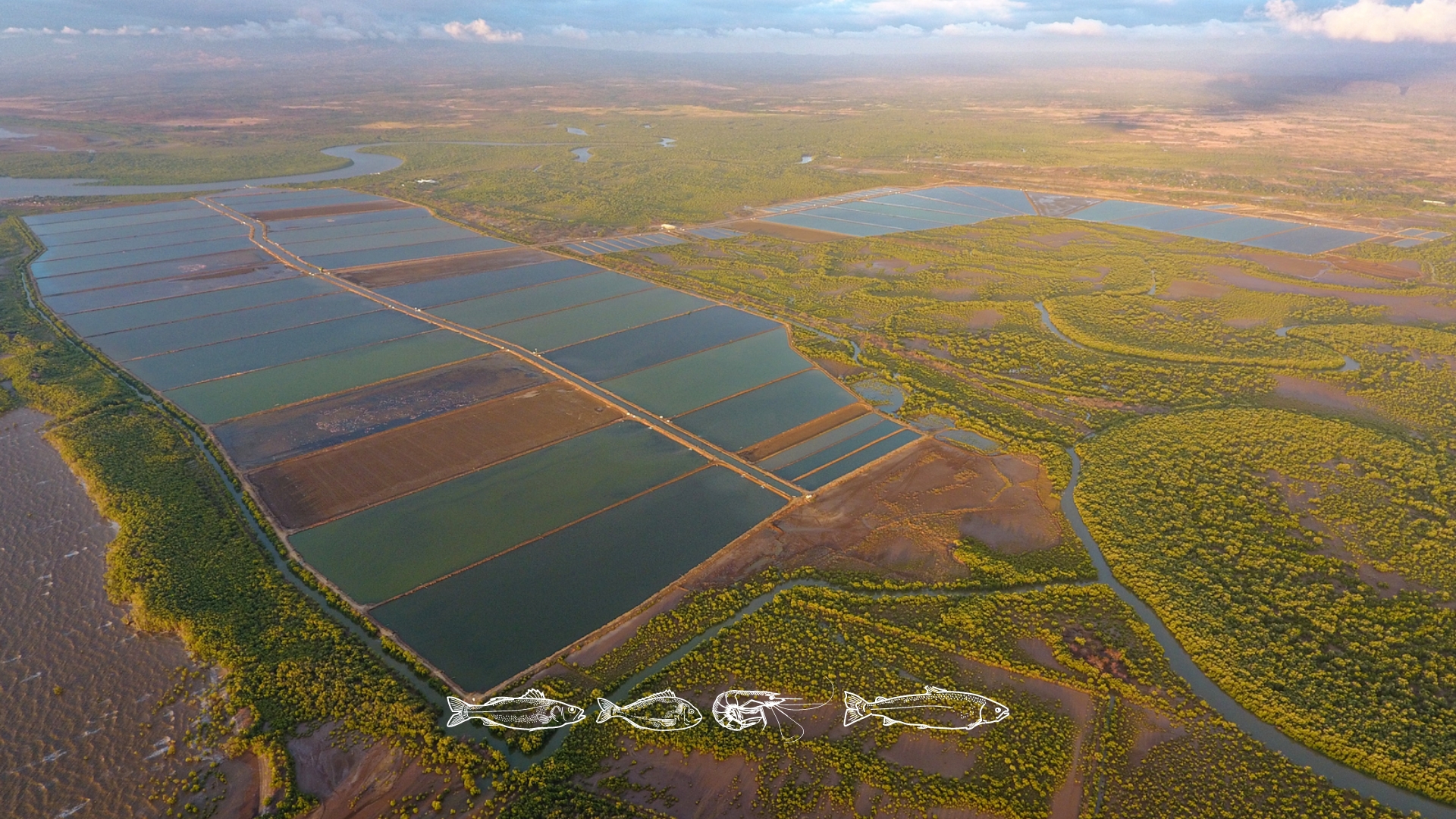 Homepage - OSO®, sustainable and responsible seafood products